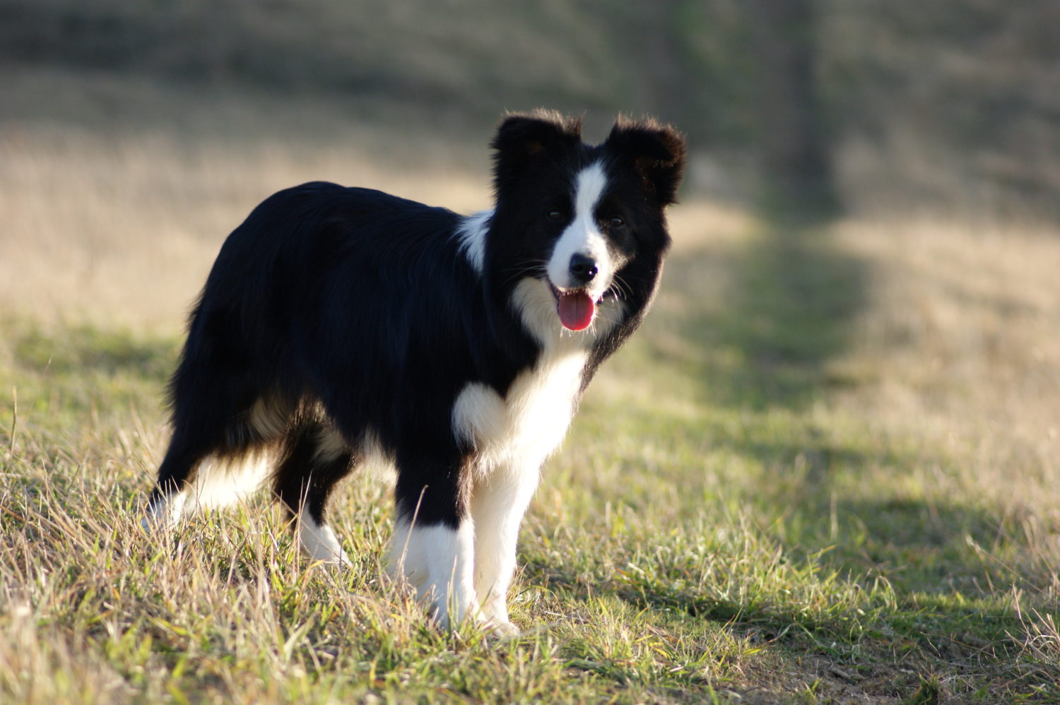 Home - Story Rex Border Collie